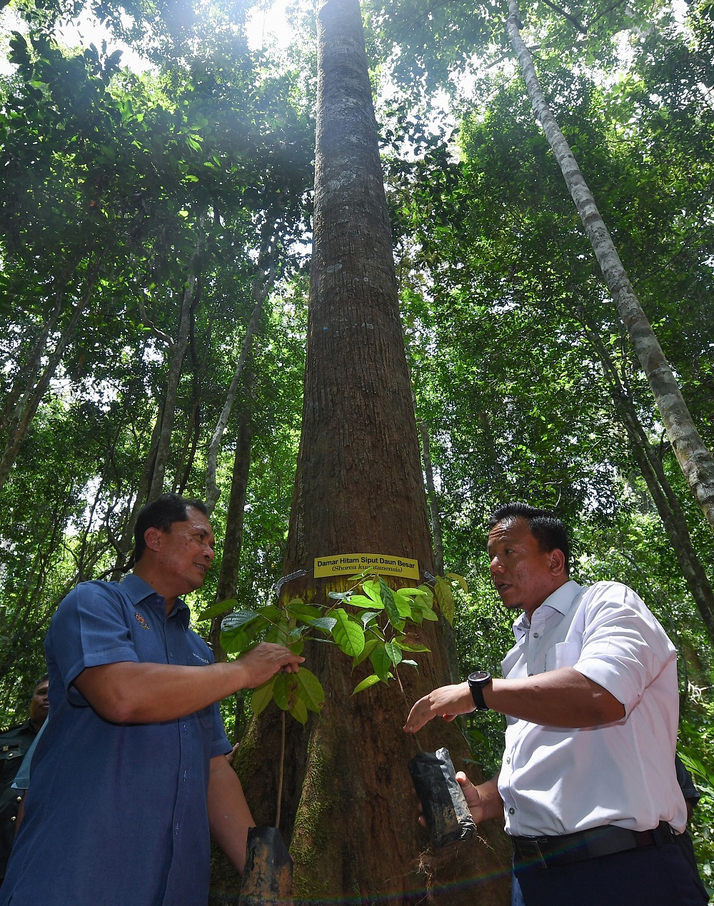 Pokok Damar Hitam Siput Daun Besar ditemukan semula - UTUSAN SARAWAK