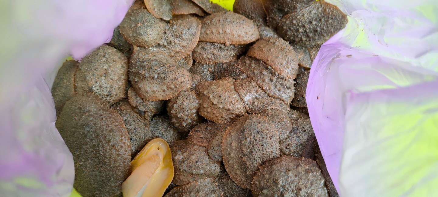 Lelitak makanan eksotik peribumi Sarawak - UTUSAN SARAWAK