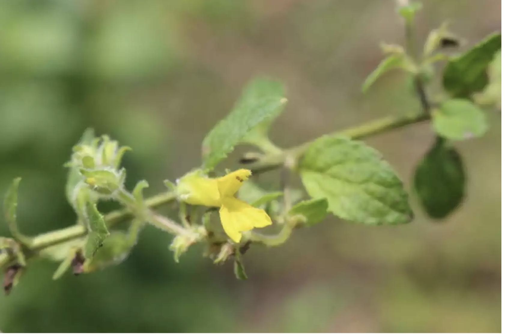 Bunga Ta’ang berpotensi dibangunkan untuk minyak wangi - UTUSAN SARAWAK