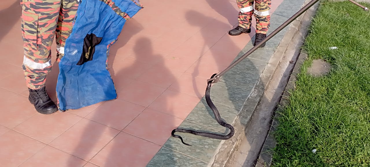 Bomba ambil masa 11 minit tangkap ular - UTUSAN SARAWAK