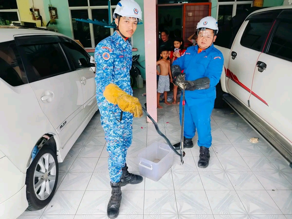 Ular sembur menyelinap dalam laci almari - UTUSAN SARAWAK