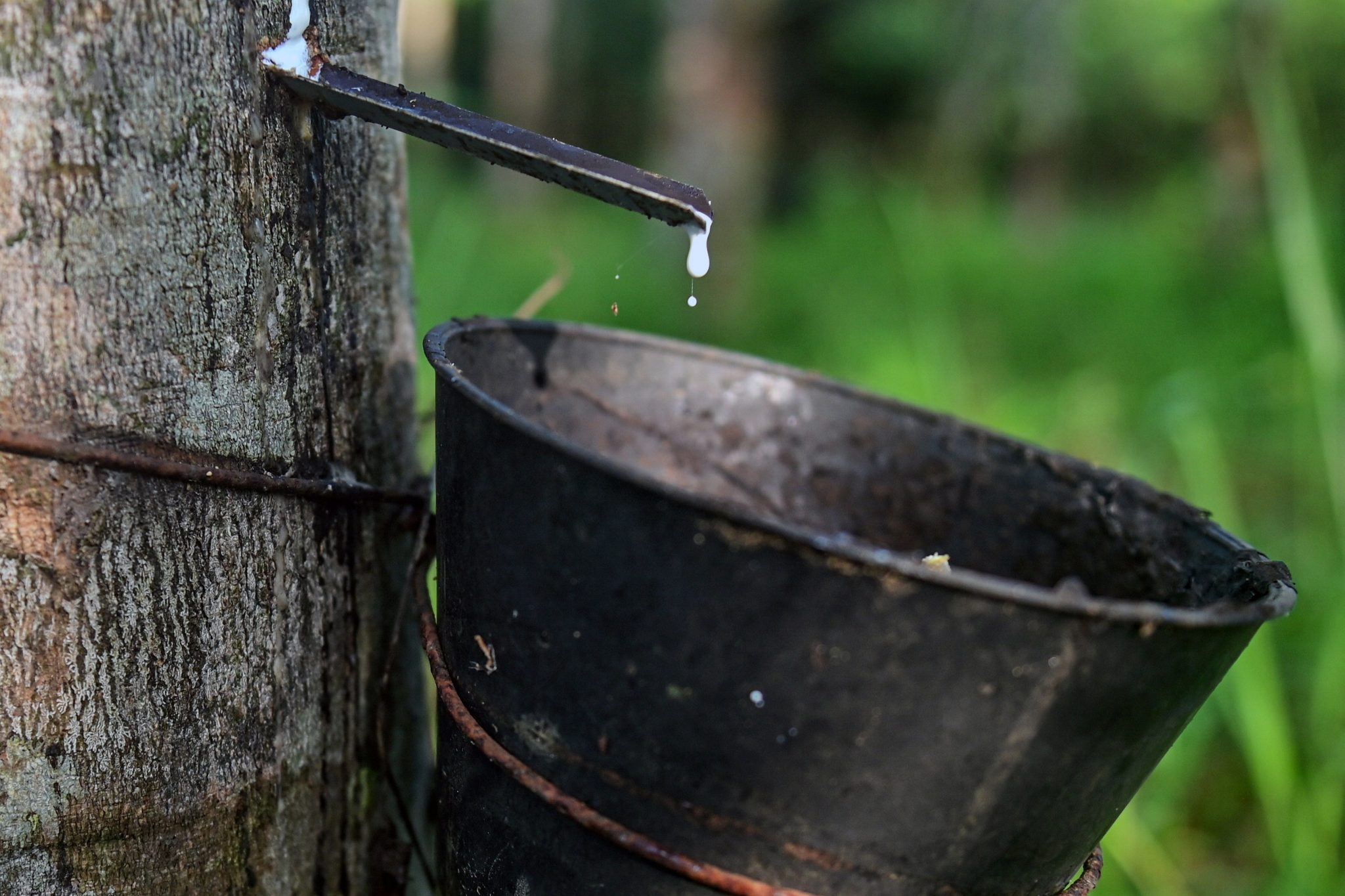Pasaran getah dijangka diniagakan dalam jajaran kecil - UTUSAN SARAWAK