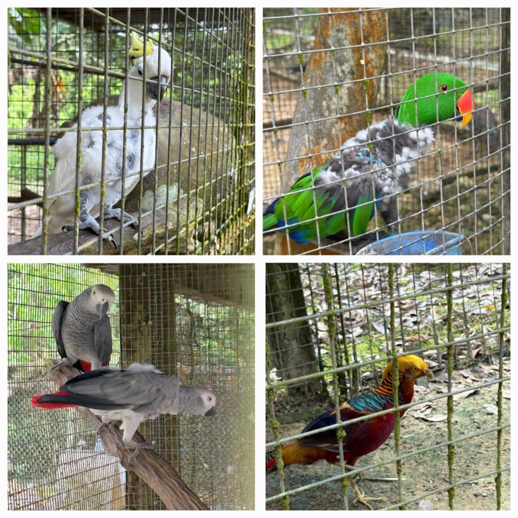 Big haul by PGA during recent raids - UTUSAN SARAWAK