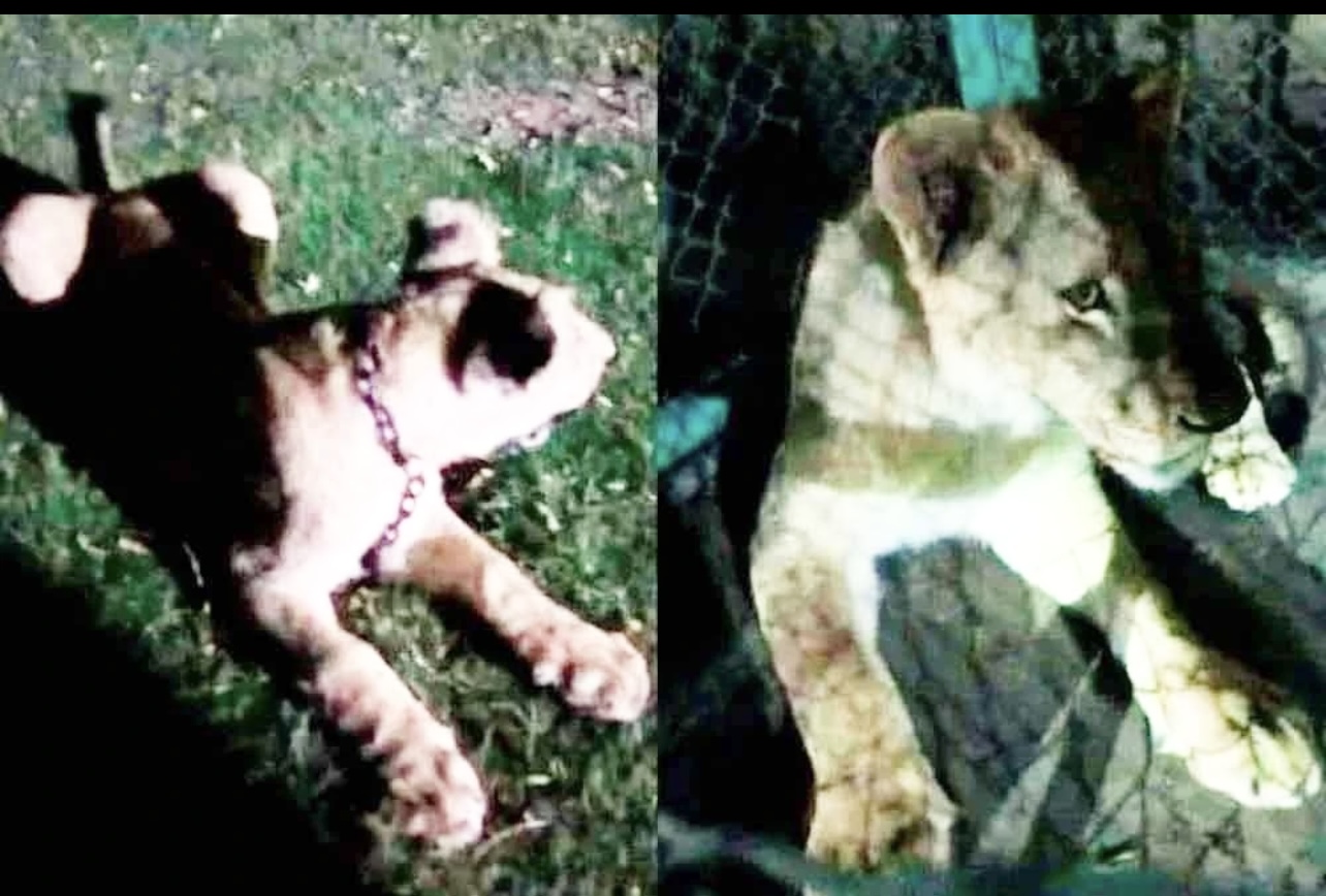 Lelaki bawa singa di jalan raya, cetus panik di Pakistan - UTUSAN SARAWAK