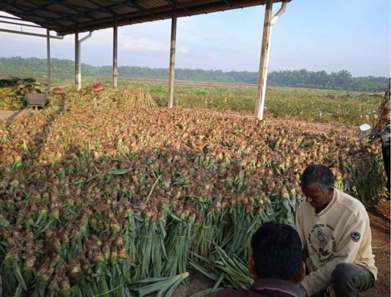 SALCRA membangunkan tanah Sarawak - UTUSAN SARAWAK