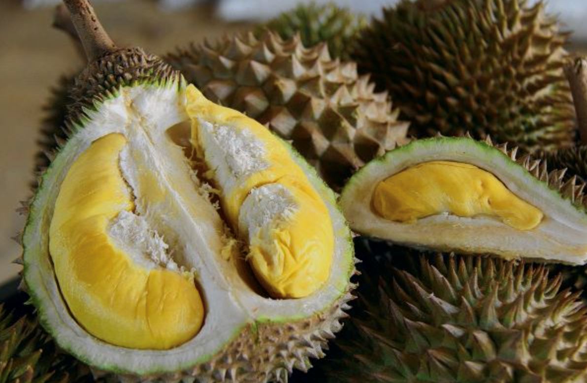 Tupai King yang ‘dilahirkan’ di Pulau Pinang, kini Durian Bangsawan ...