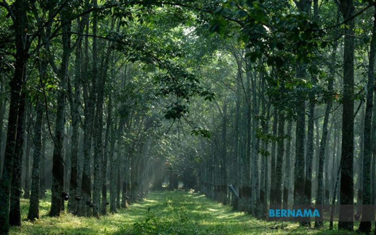 Pasaran getah diniagakan berhati-hati tetapi cenderung menaik minggu ...