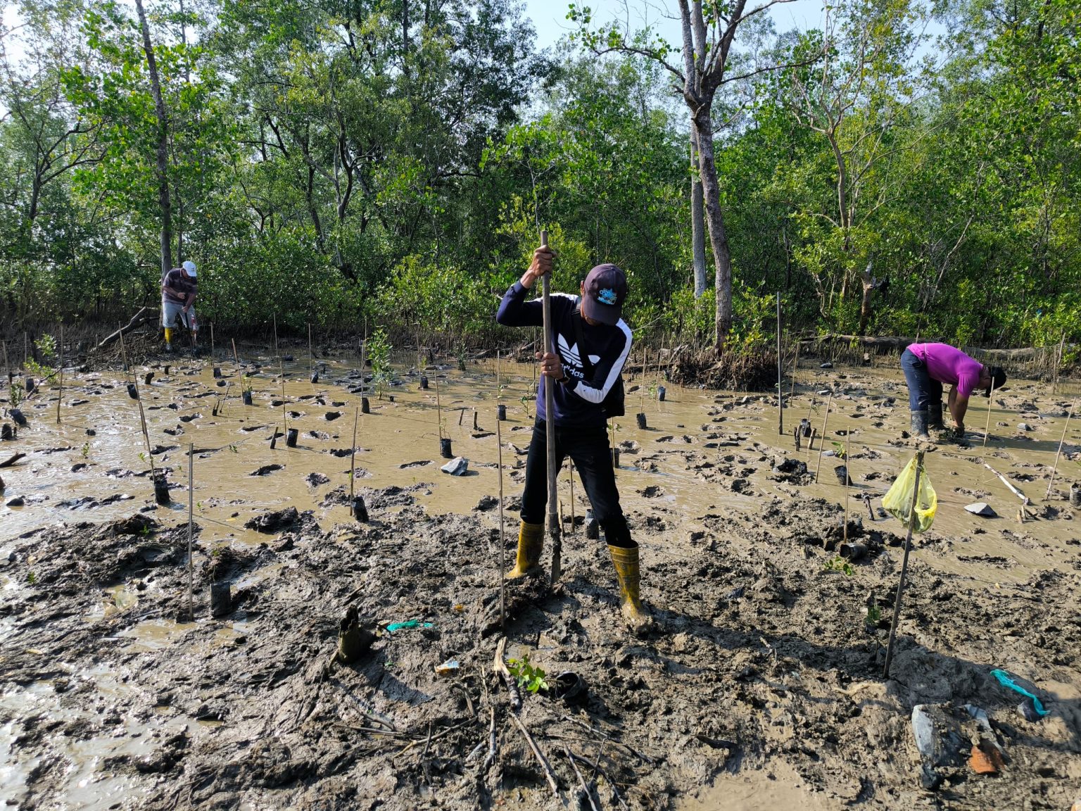 Lebih 170 anak pokok bakau ditanam di Kampung Jaie, pelihara ekosistem ...