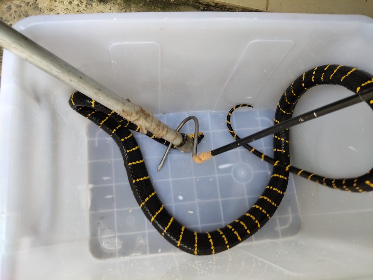 APM Spaoh tangkap ular emas lima kaki di bumbung rumah Kampung Bungin ...