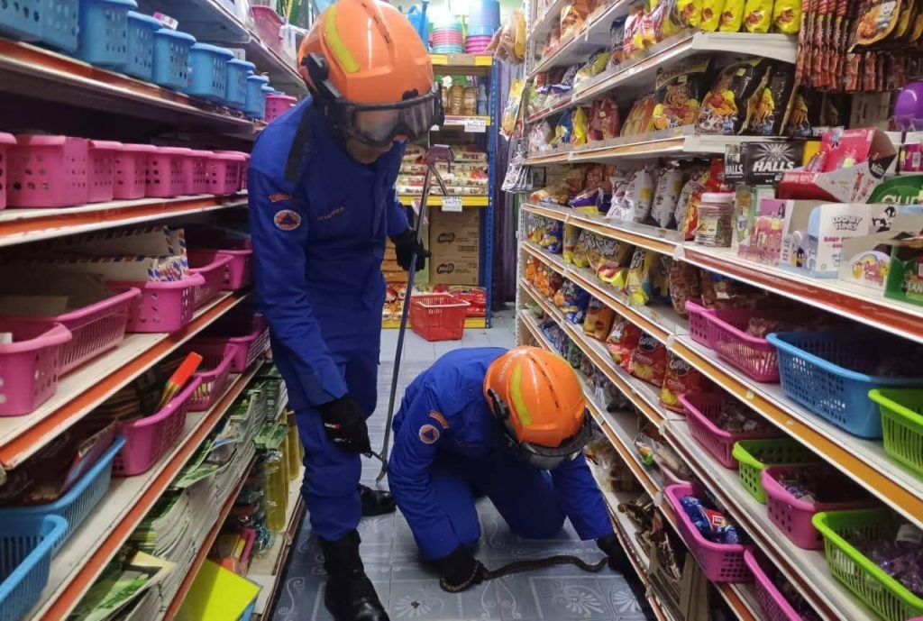 Anak ular sawa masuk kedai serbaneka di Pasar Spaoh - UTUSAN SARAWAK