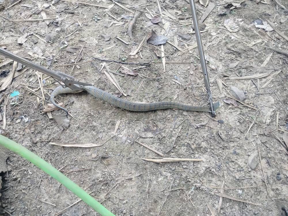 Anggota APM Lubok Antu berjaya tangkap ular kapak sepanjang satu meter ...