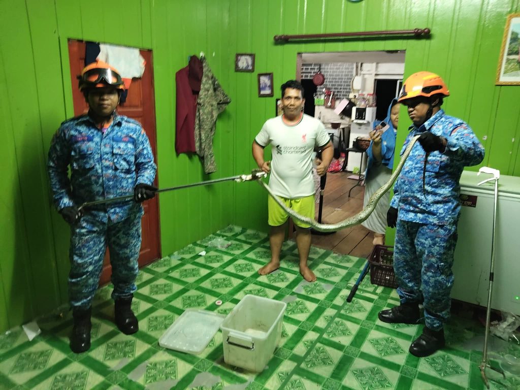 Penemuan ular sawa 5 kaki kejutkan peniaga di Kampung Baru Spaoh ...